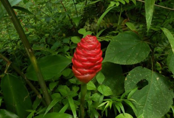 Shampoo Ginger Lily Plant (Zingiber Zerumbet) Care Guide.