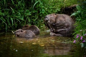 23 Animals that look like Beavers but are not! (Pictures) - Green Budded